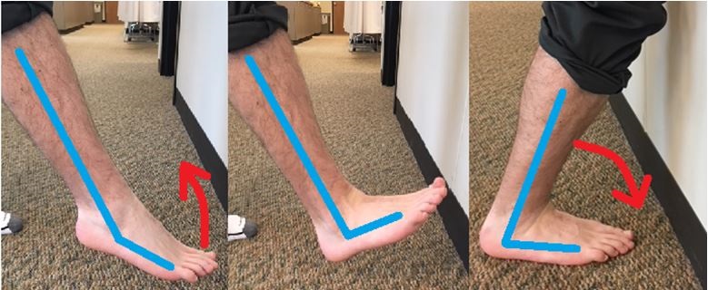 Dorsiflexion Of Ankle Dorsiflexion Of Ankle
